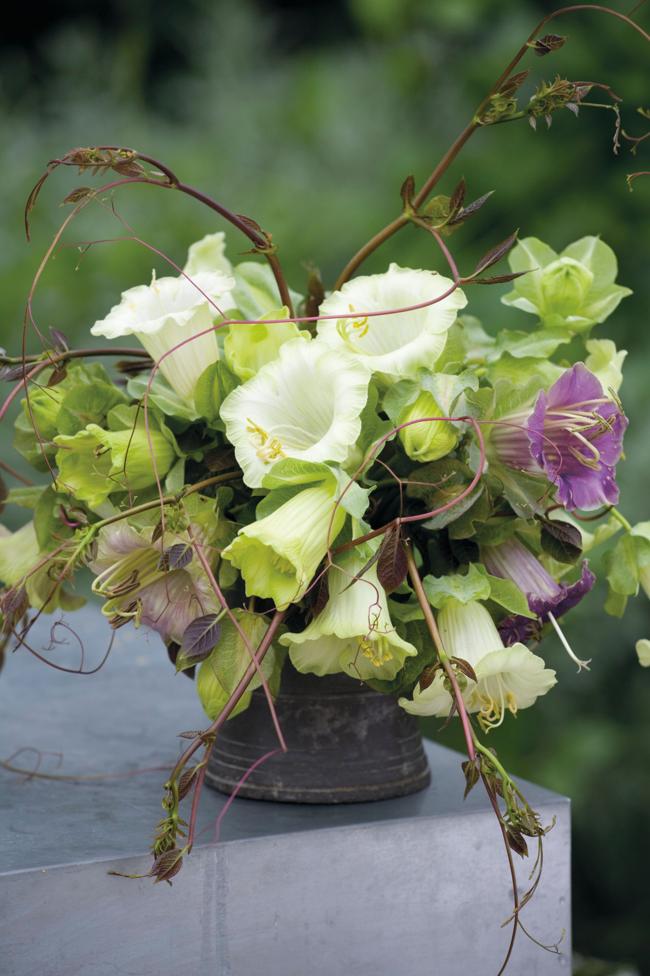 Buy Cobaea scandens f.alba | Cup & Saucer Vine | Sarah Raven
