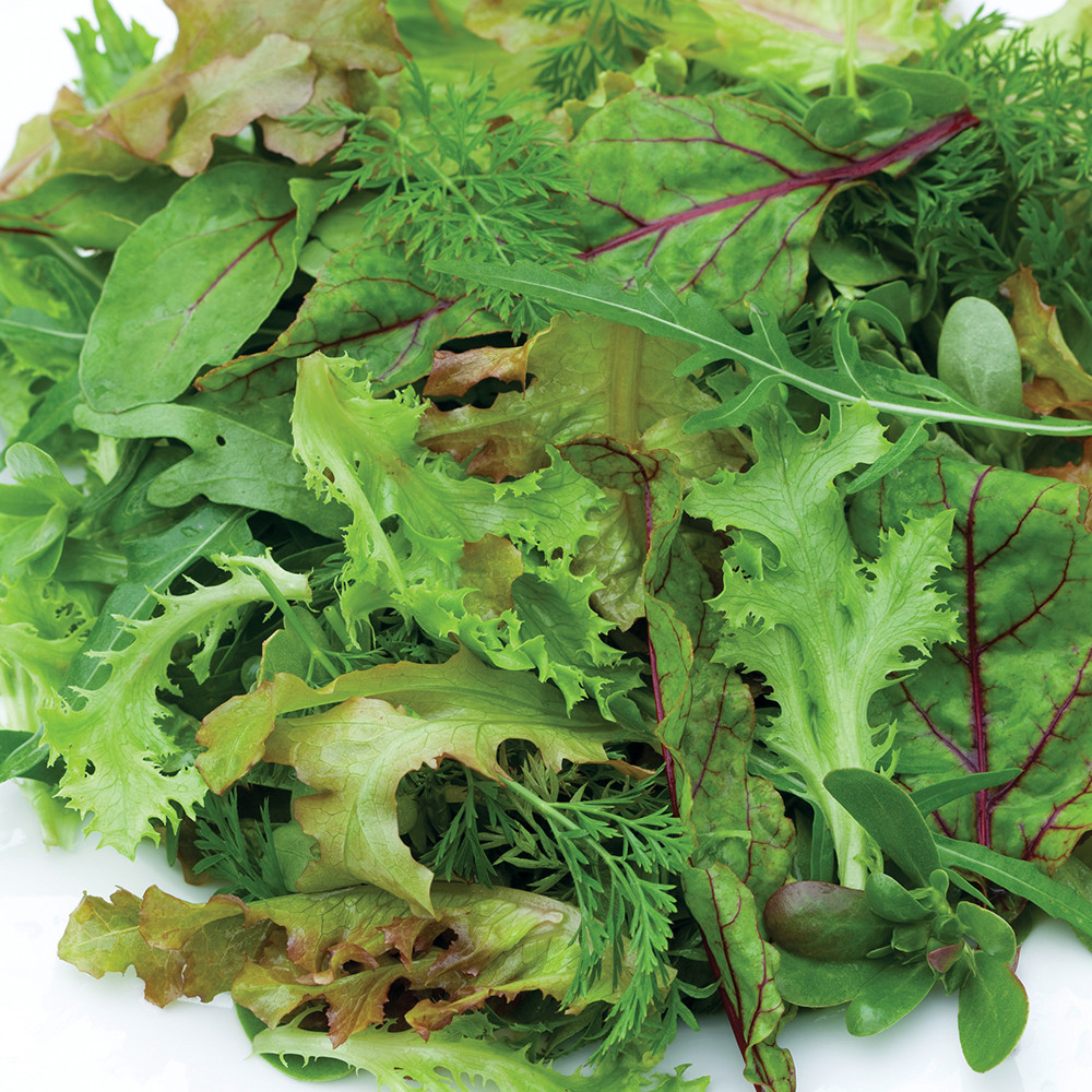 Buy Wild Rocket | Rocket Seeds | Sarah Raven