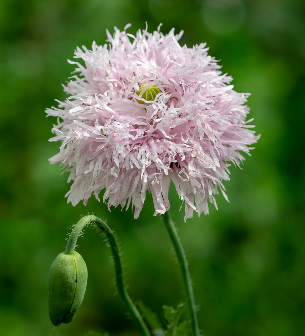 Buy Papaver somniferum 'Lilac Pompom' | Poppy Seeds | Sarah Raven