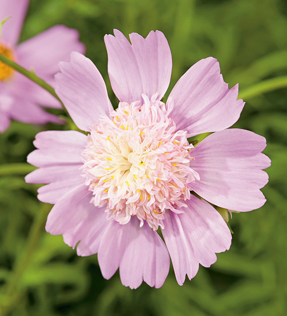 Buy Cosmos bipinnatus 'Pink Popsocks' | Sarah Raven