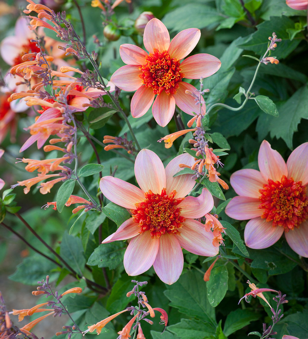 Buy Agastache Aurantiaca 'Navajo Sunset' | Hyssop | Sarah Raven