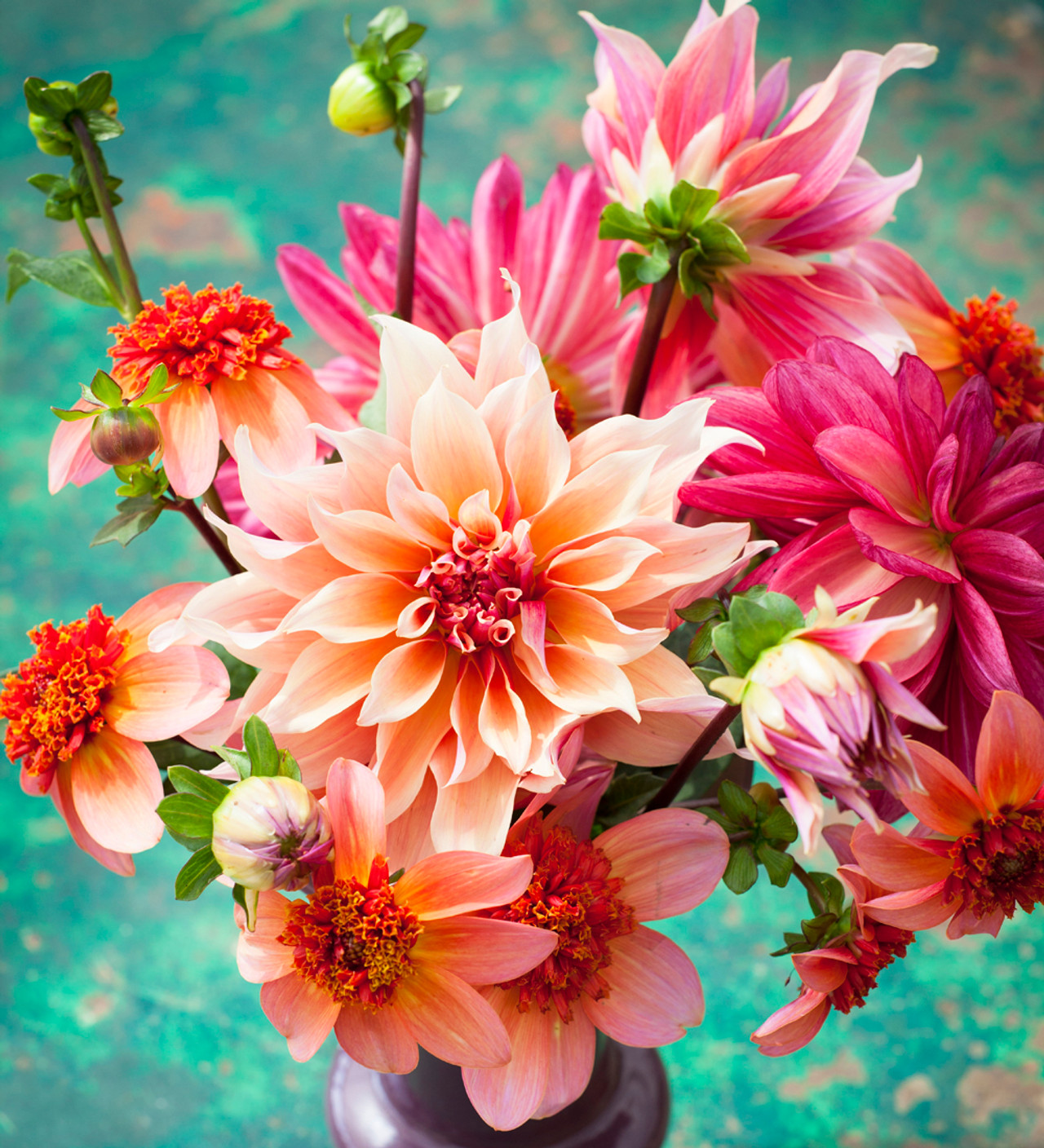 Buy Dahlia Totally Tangerine Tubers Plants Sarah Raven buy-dahlia-totally-tangerine-tubers-plants-sarah-raven