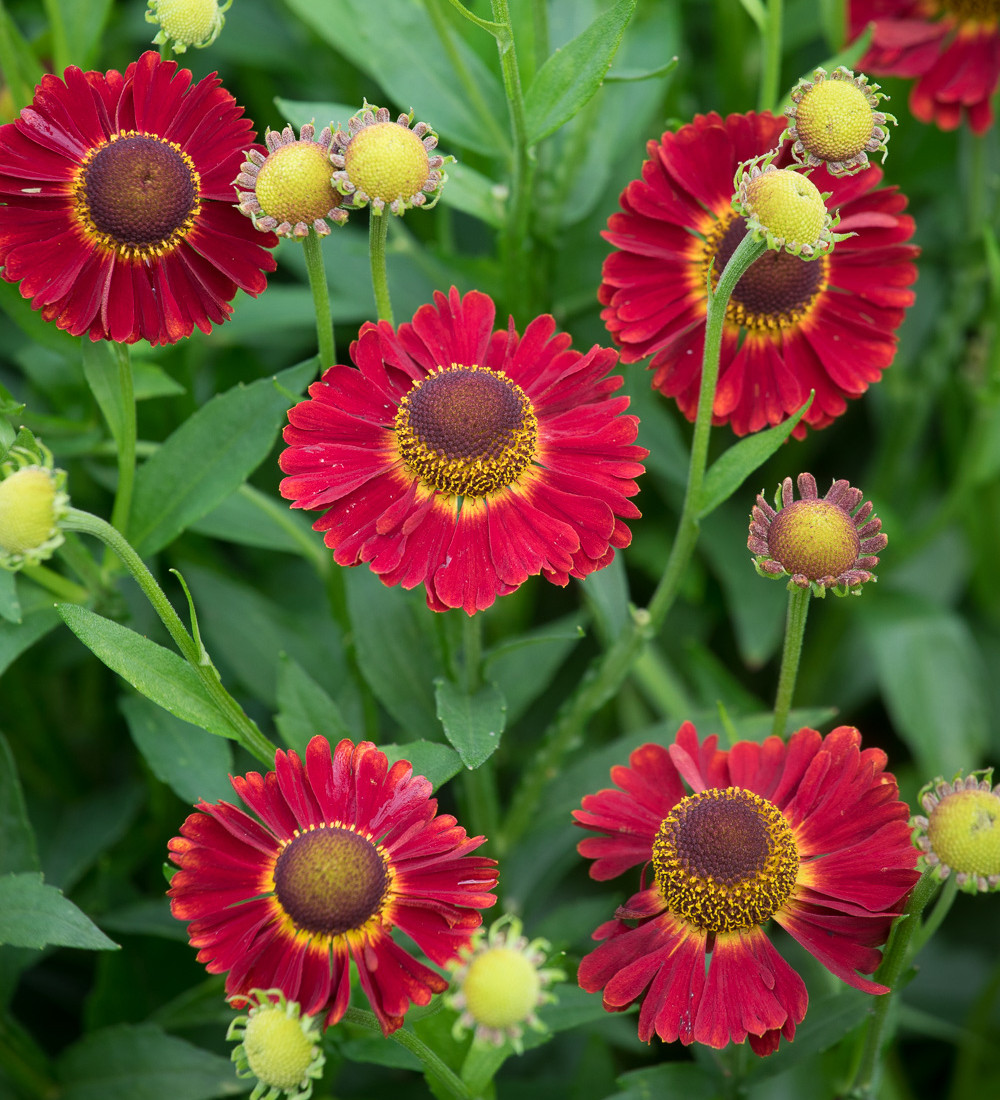 Helenium Collection | Sarah Raven