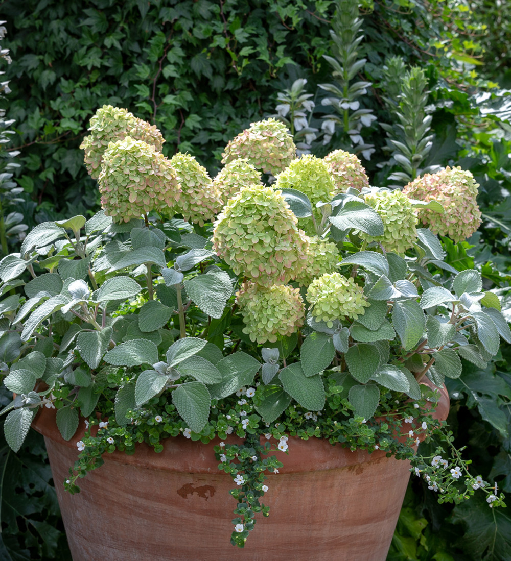 Buy Hydrangea paniculata 'Little Fresco' Plants | Sarah Raven