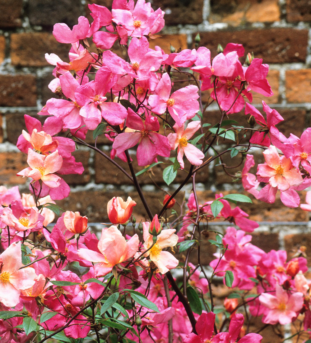 Buy Rosa x odorata 'Mutabilis' | Chinensis Rose | Sarah Raven