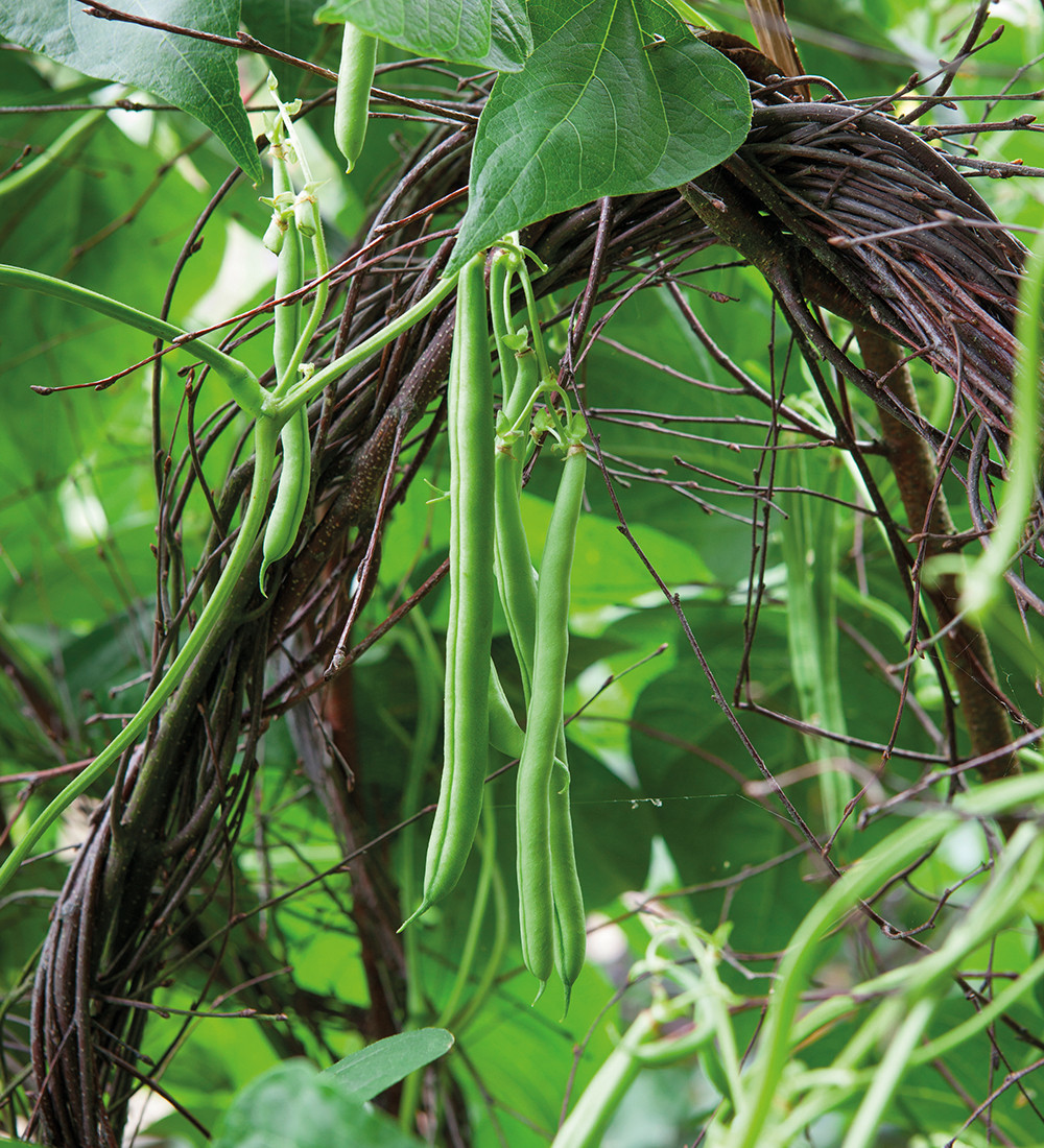 Buy French Bean 'Blue Lake' | Climbing French Bean | Sarah Raven