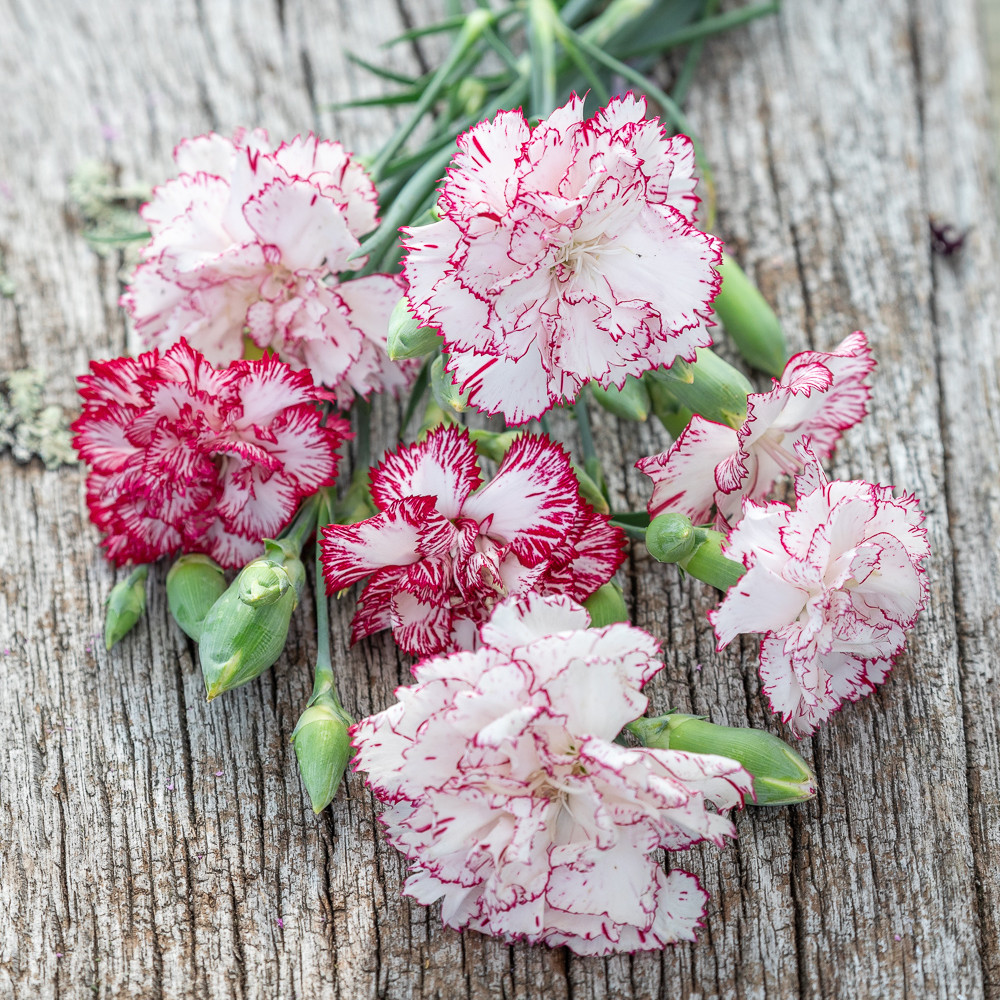 Buy Dianthus caryophyllus 'Benigna White Striped' | Sarah Raven