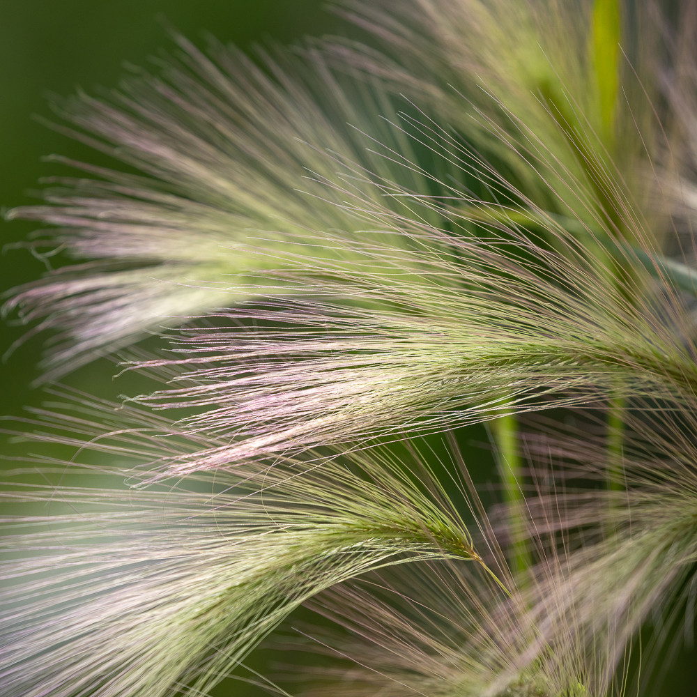 Buy Hordeum jubatum | Foxtail Barley | Sarah Raven