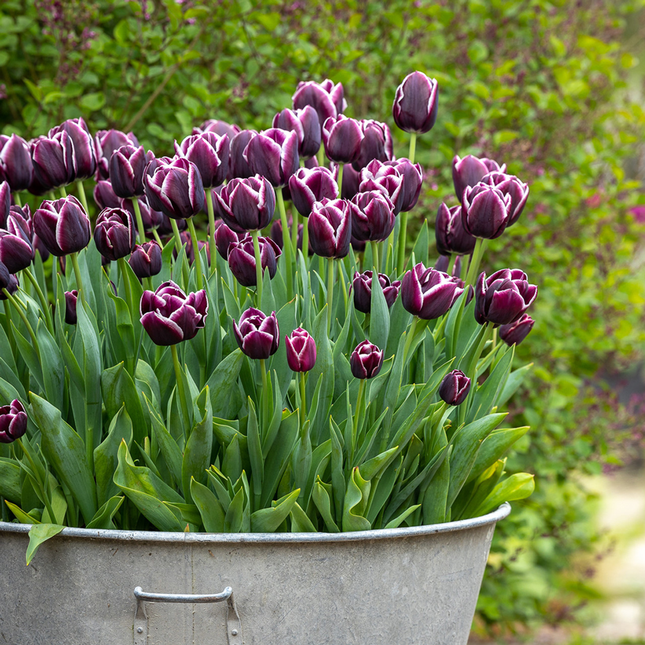 Buy Tulip 'Jackpot' | Purple Triumph Tulip | Sarah Raven Buy Tulip 'Jackpot' | Purple Triumph Tulip | Sarah Raven