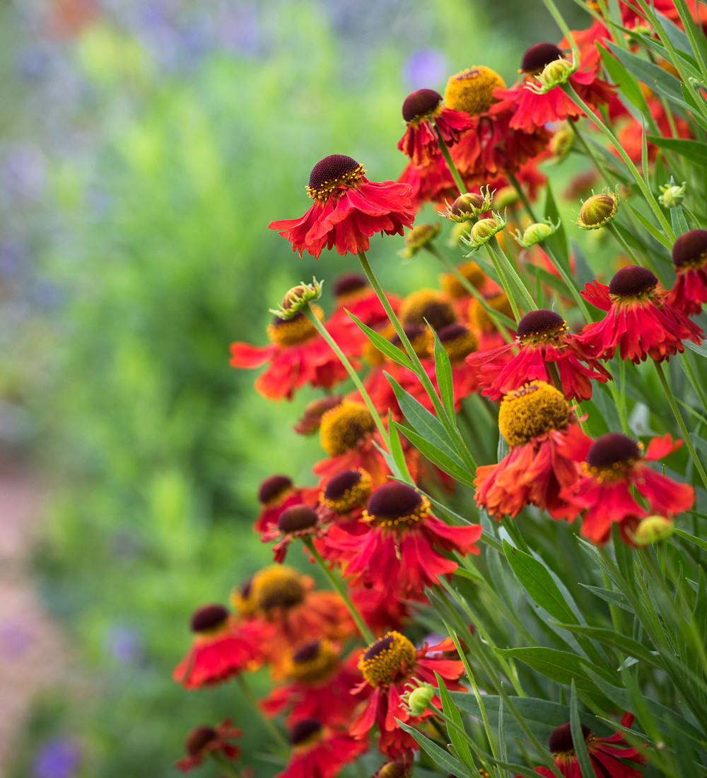 Buy Helenium 'Moerheim Beauty' | Sneezeweed | Sarah Raven