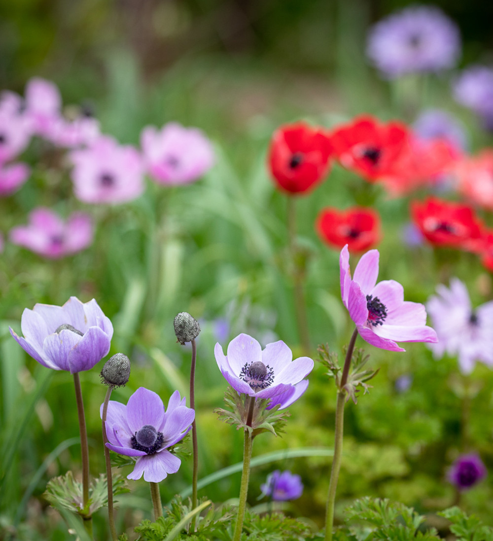 Home & Living Outdoor & Gardening Seeds & Seed Bombs poppy-like flowers ...