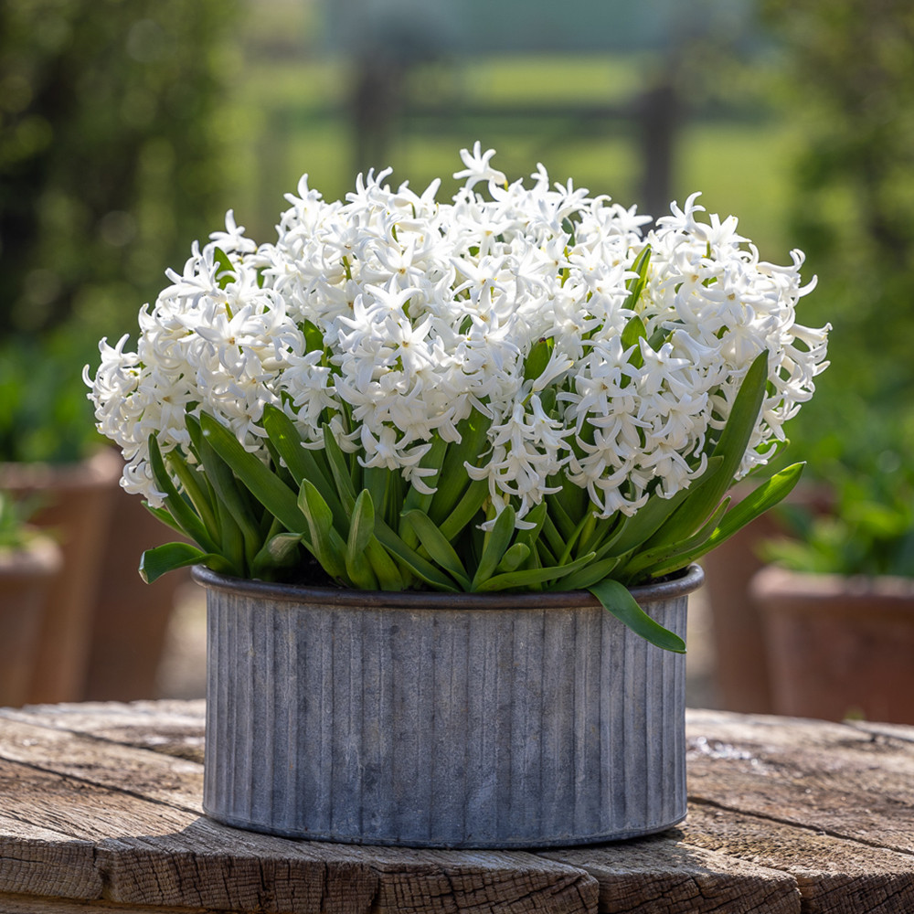 Buy Hyacinthus orientalis 'White' | Hyacinth Bulbs | Sarah Raven