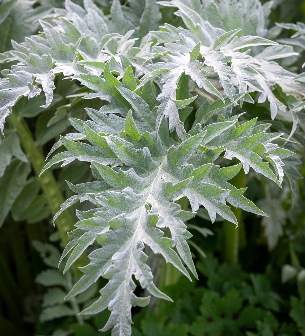 Buy Cynara cardunculus (Cardoon) | Sarah Raven