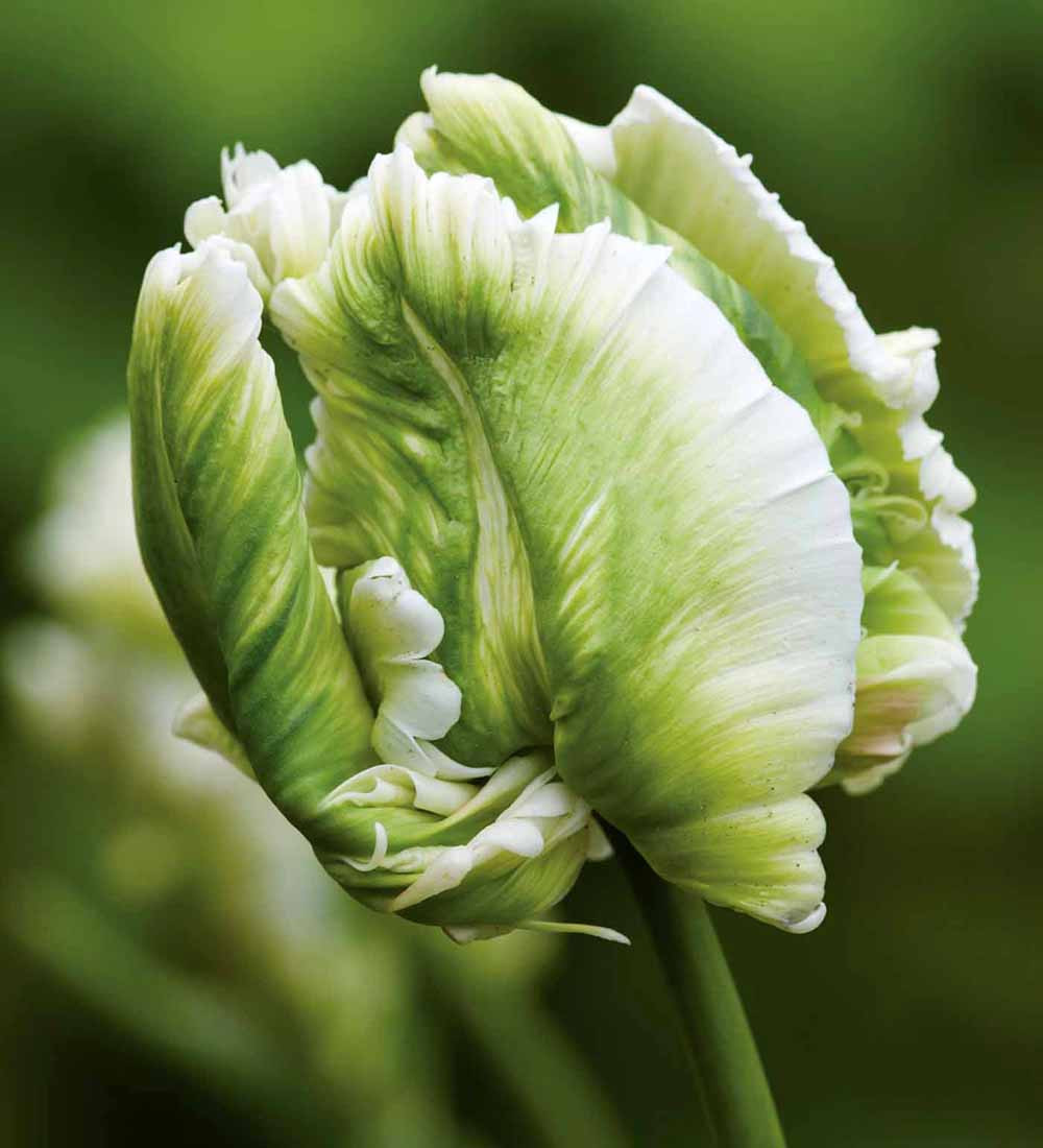 Buy Tulip 'Super Parrot' | Parrot Tulip Bulbs | Sarah Raven