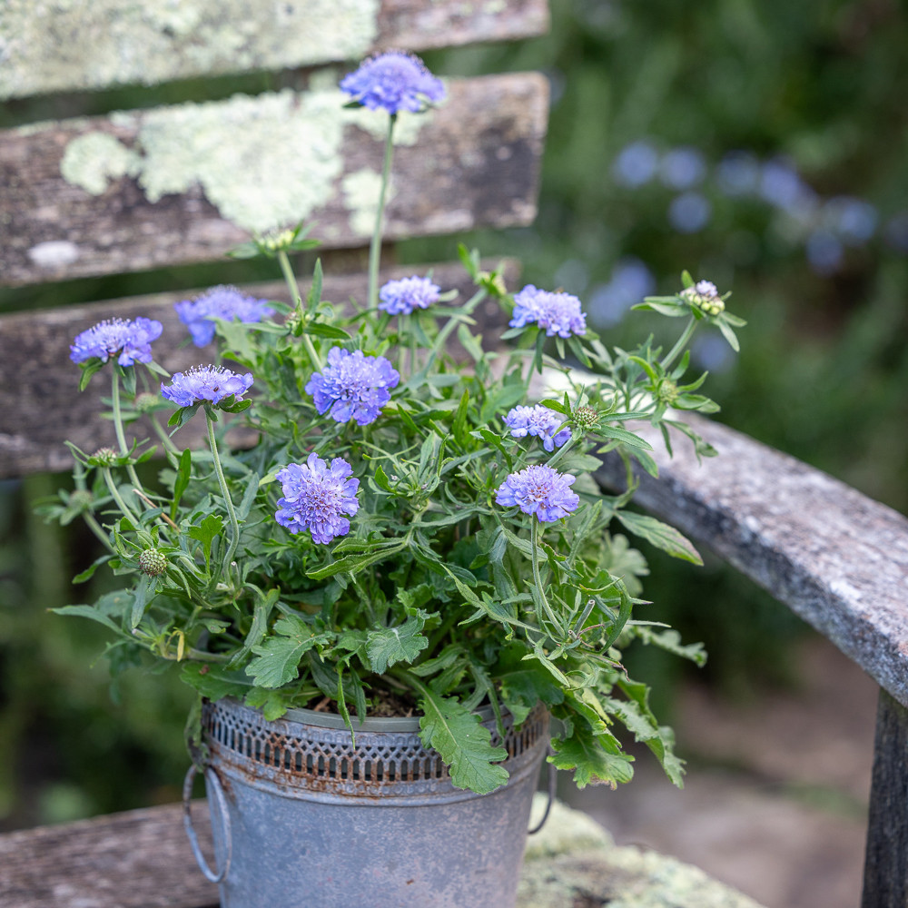 Scabiosa incisa ‘Kudo Blue' | Dove Pincushion | Sarah Raven