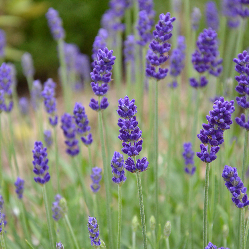 Buy Lavandula angustifolia 'BeeZee Dark Blue' | English Lavender | Sarah Raven