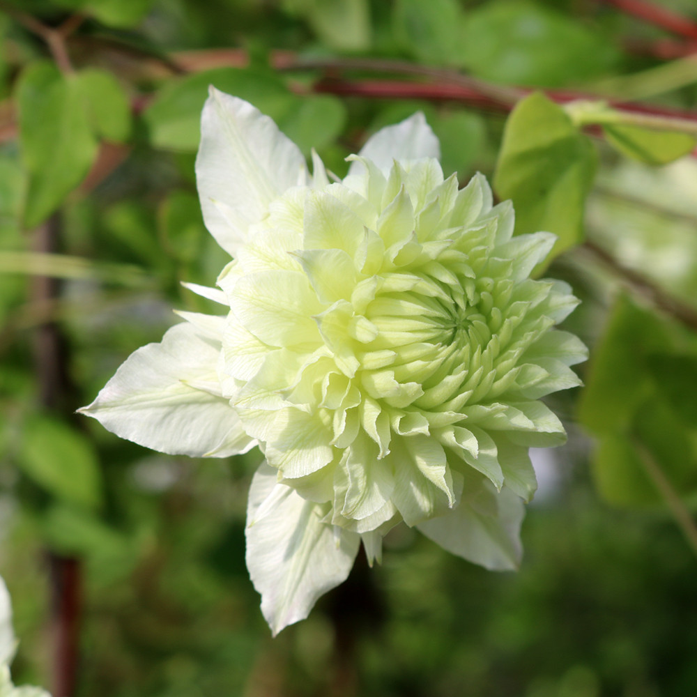 Buy Clematis florida 'Manju' | Double Asian Clematis | Sarah Raven