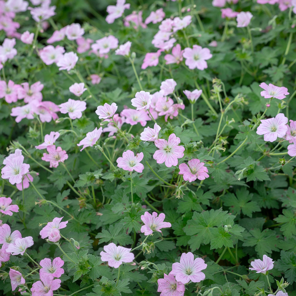 Buy Geranium 'Dreamland' | Cranesbill | Sarah Raven