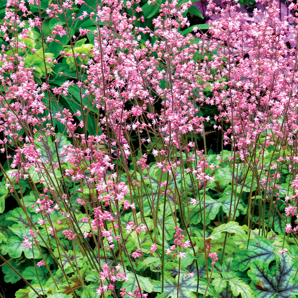 Buy Heucherella 'Tapestry’ | Coral Bells | Sarah Raven