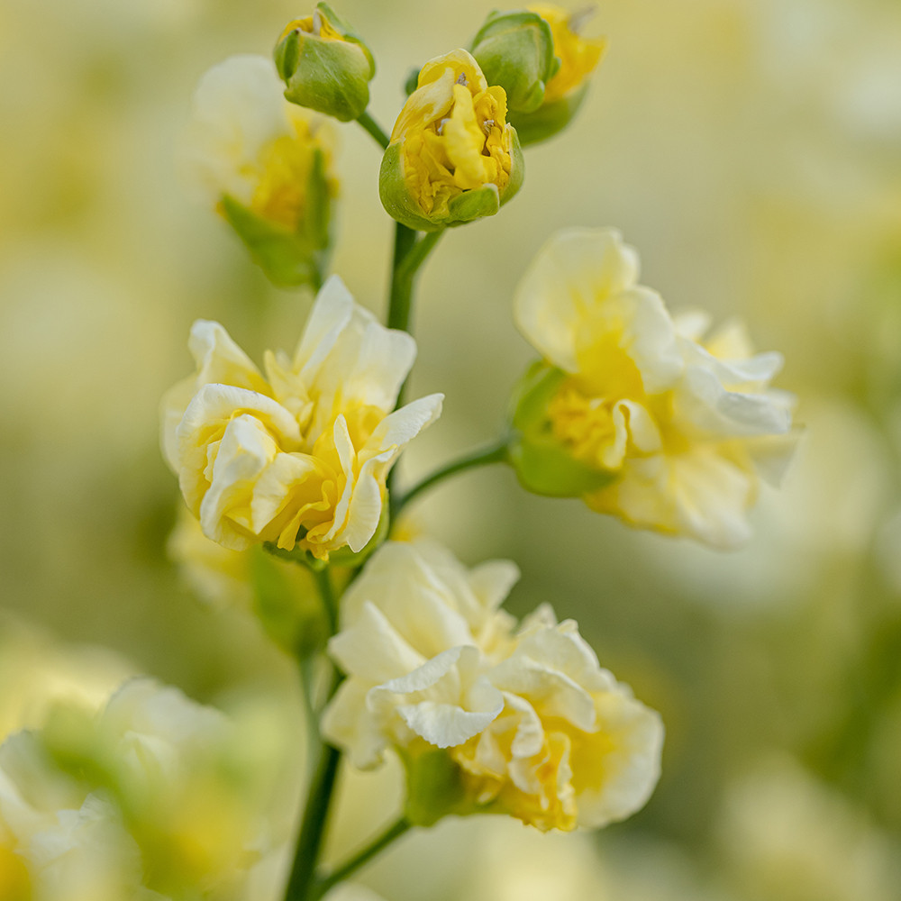 Buy Wallflower 'Taffeta Primrose' | | Sarah Raven