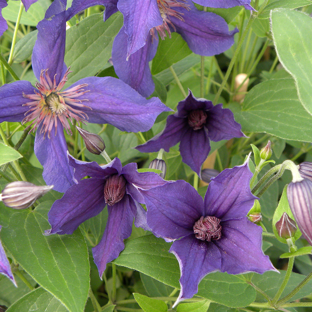 Buy Clematis integrifolia 'Saphyra Violetta' | Herbaceous Clemaits ...