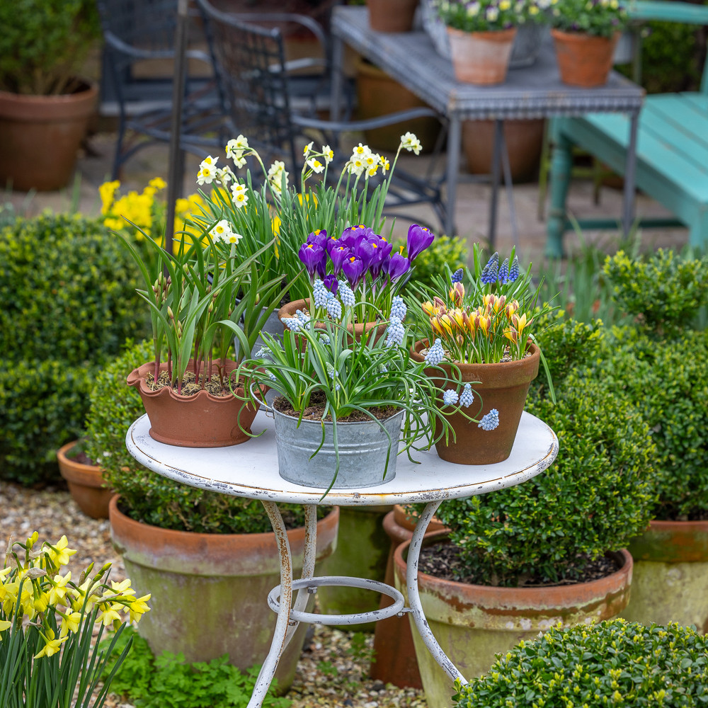 Town Garden Spring Succession Bulb Collection | Bulb Collection | Sarah ...