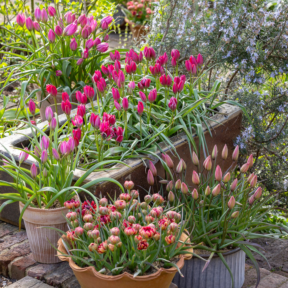 Large Species Tulip Collection | Tulip | Sarah Raven