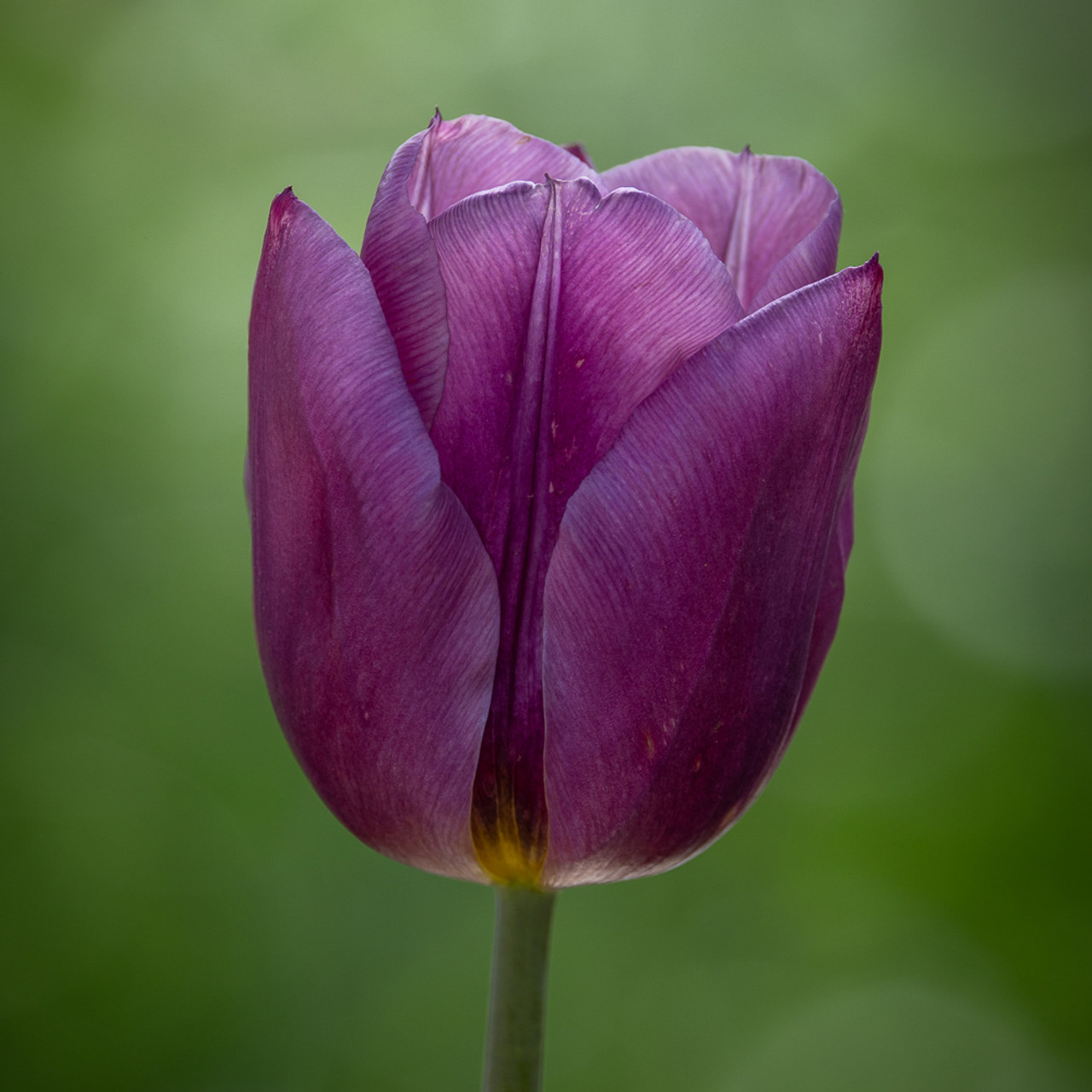 Mellow Tulip Collection | Tulip | Sarah Raven Mellow Tulip Collection | Tulip | Sarah Raven
