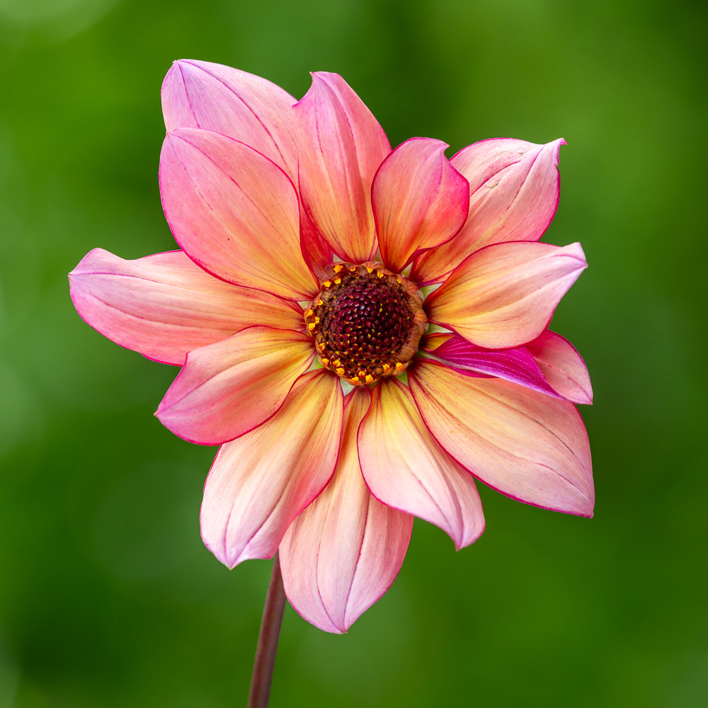 Buy Dahlia 'Jonathan Buckley' | Dahlia | Sarah Raven