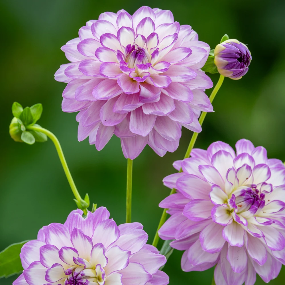 Flower Dahlia Blue Bluetiful Dahlia Tubers – Petals In Bloom Flower