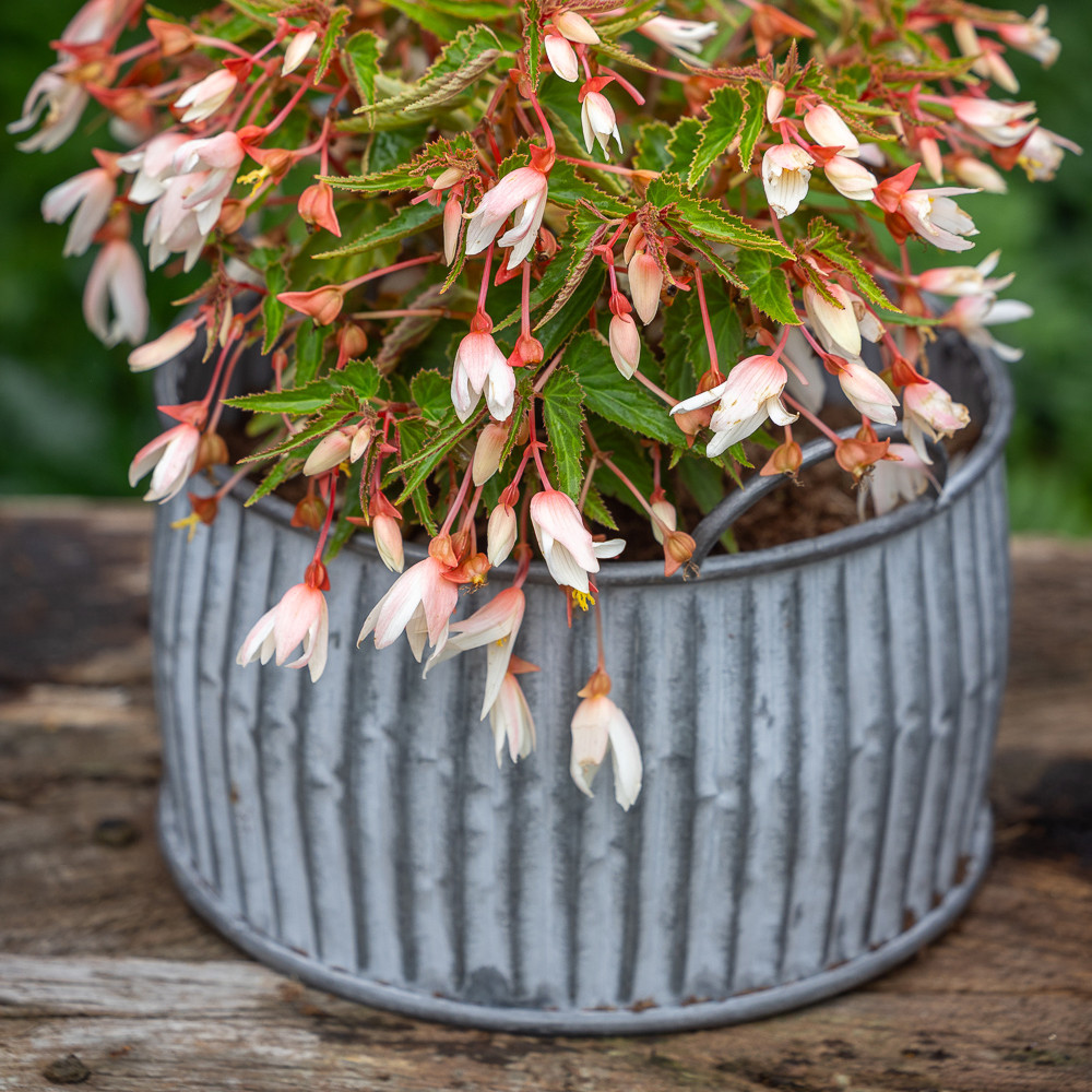Ribbed Zinc Belly Planters | Plant Pots & Containers