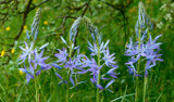 Buy Camassia Bulbs (Camas) | Flower Bulbs | Sarah Raven