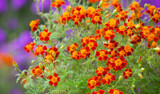 Buy Tagetes Seeds (Marigolds) | Flower Seeds | Sarah Raven