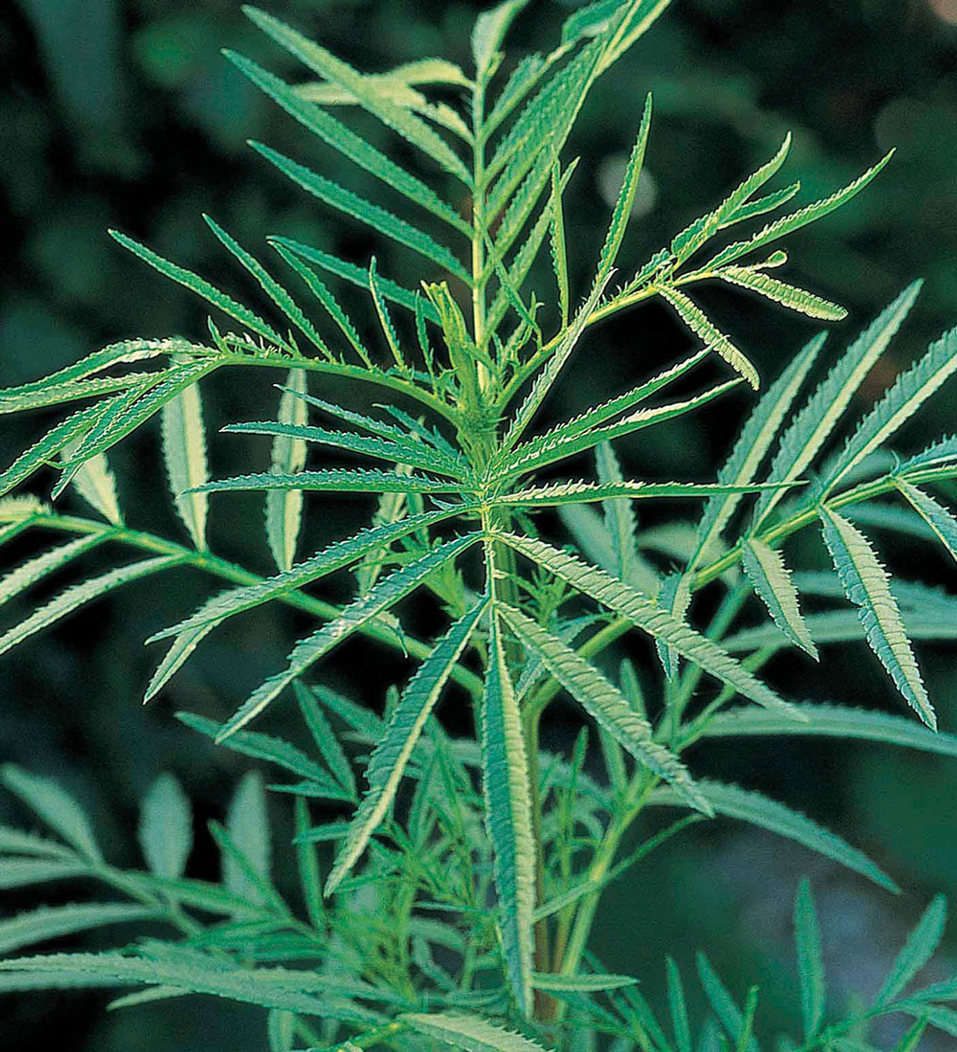 Buy Tagetes Minuta | Mexican Marigold | Sarah Raven