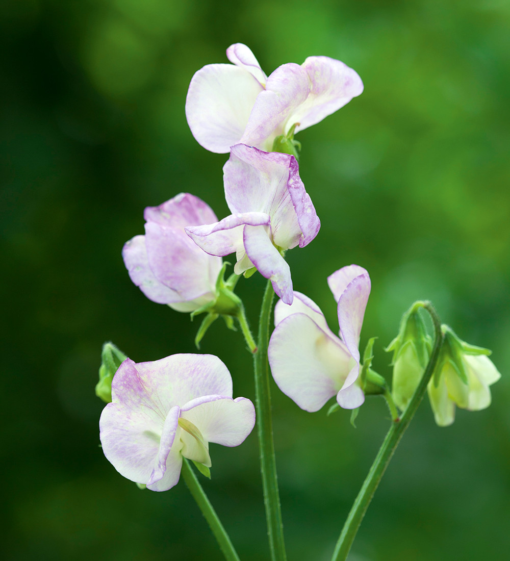 Buy Sweet Pea 'High Scent' | Sarah Raven
