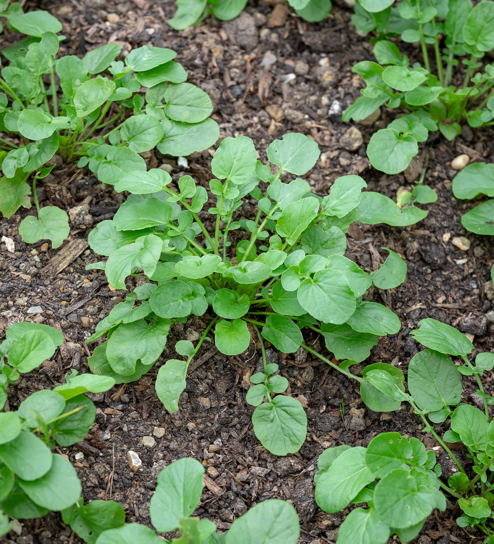Buy American Land Cress Seeds | Sarah Raven