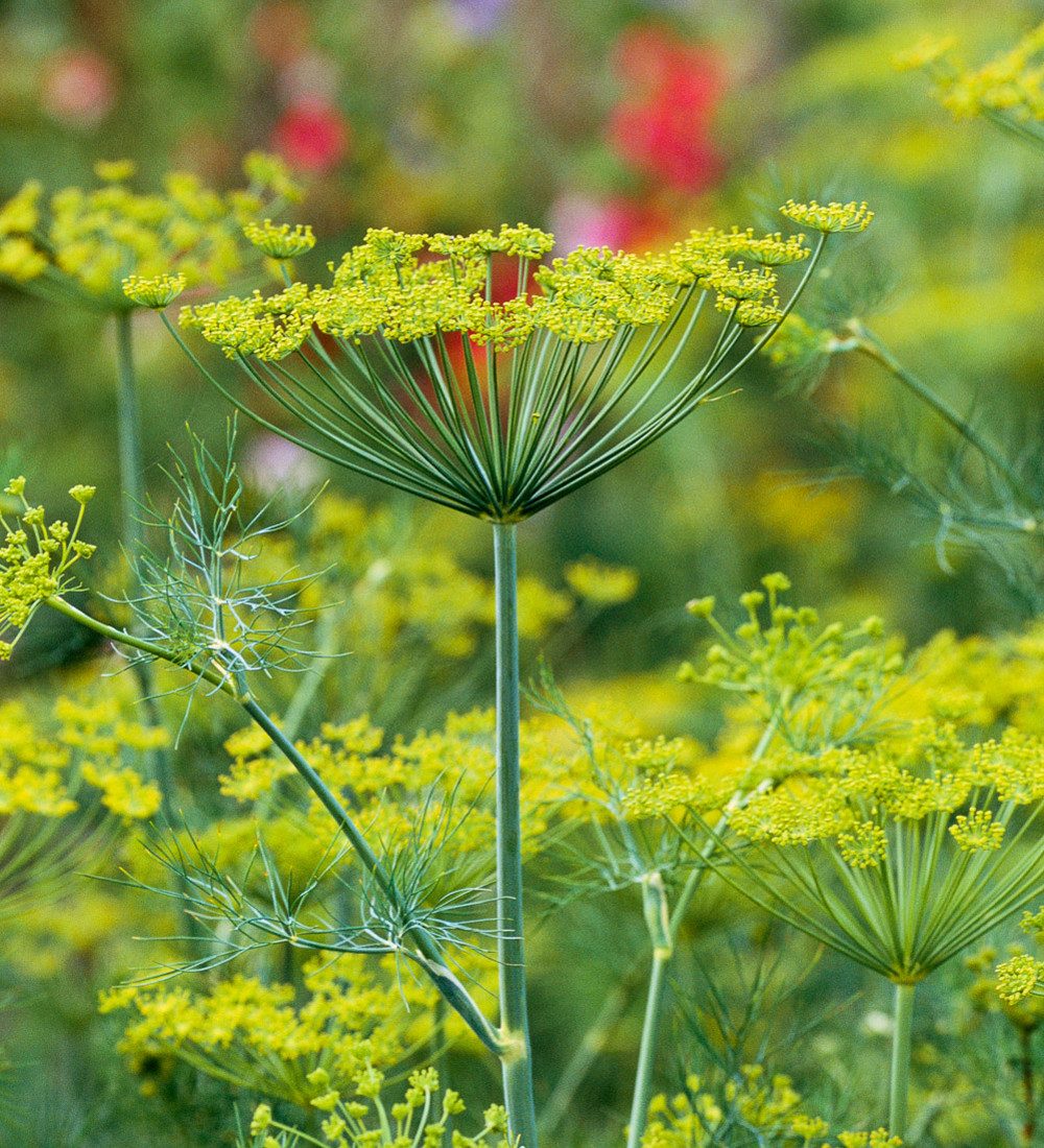 Buy Dill 'Tetra' | Dill Seeds | Sarah Raven
