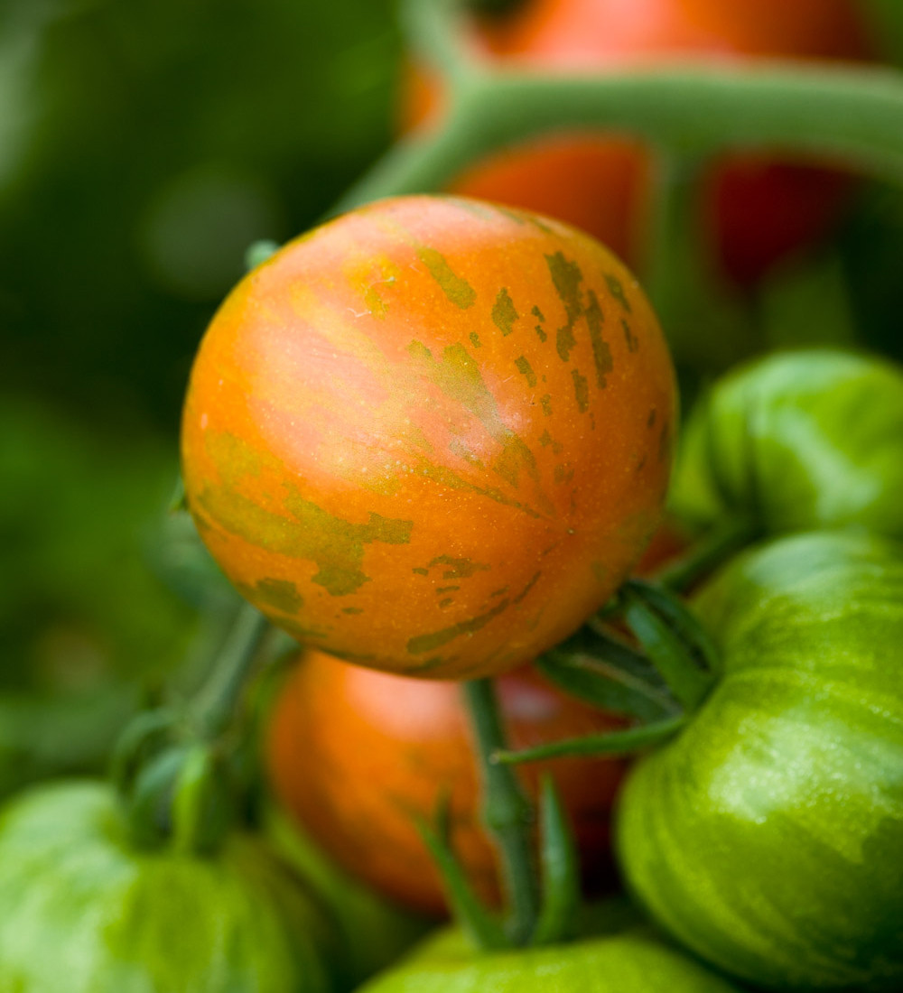 Tomato 'Tigerella' | Sarah Raven