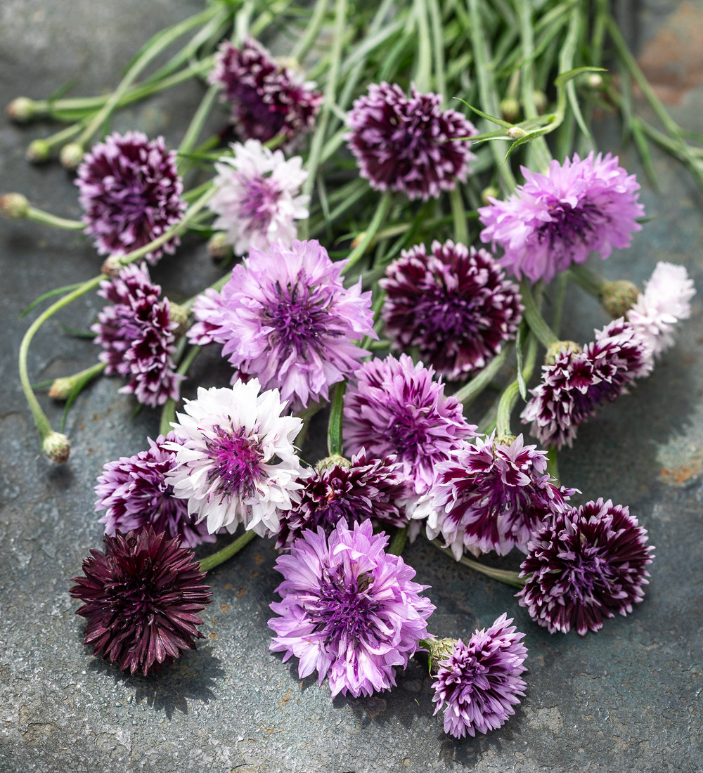 Buy Centaurea cyanus 'Classic Magic' | Cornflower Seeds | Sarah Raven