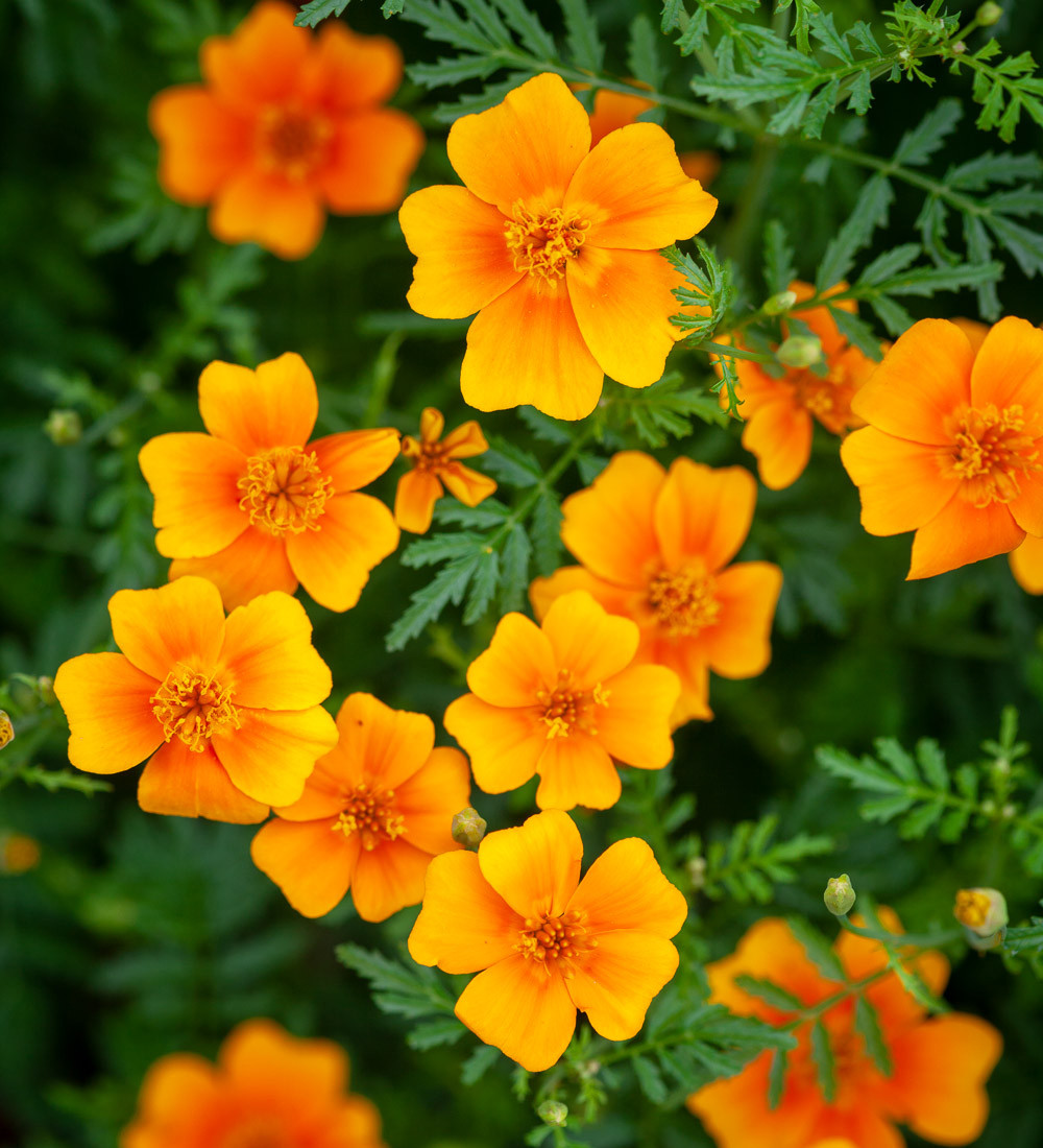Buy Tagetes Tenuifolia 'Tangerine Gem' | Mexican Marigold | Sarah Raven