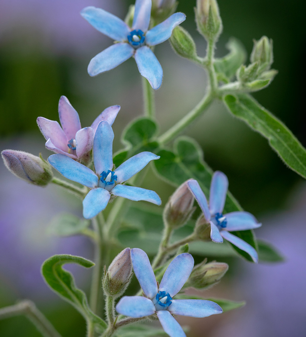 Buy Tweedia coerulea | Blue Milkweed | Sarah Raven