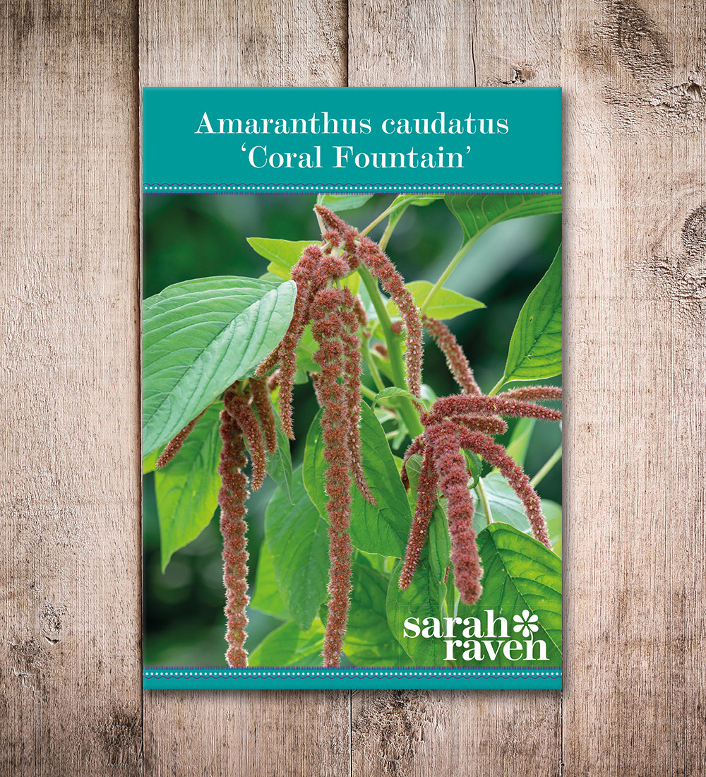 Buy Amaranthus caudatus 'Coral Fountain' | Love-Lies-Bleeding | Sarah Raven