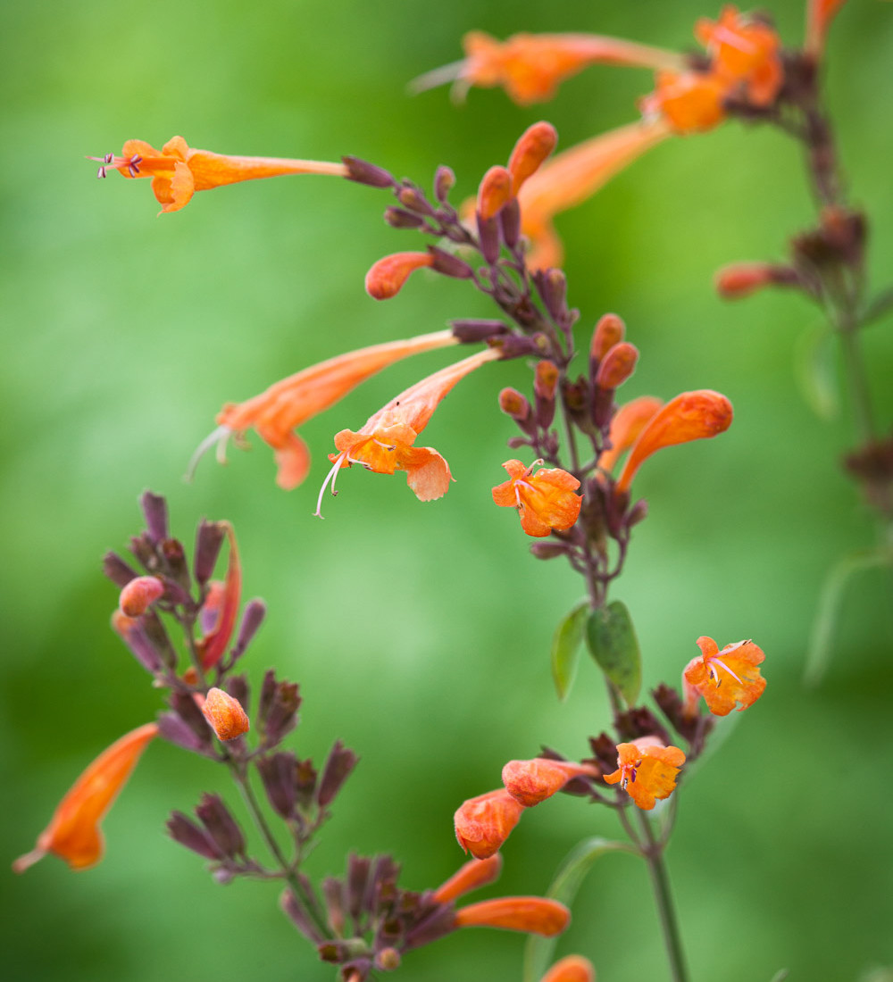 Buy Agastache Aurantiaca 'Navajo Sunset' | Hyssop | Sarah Raven