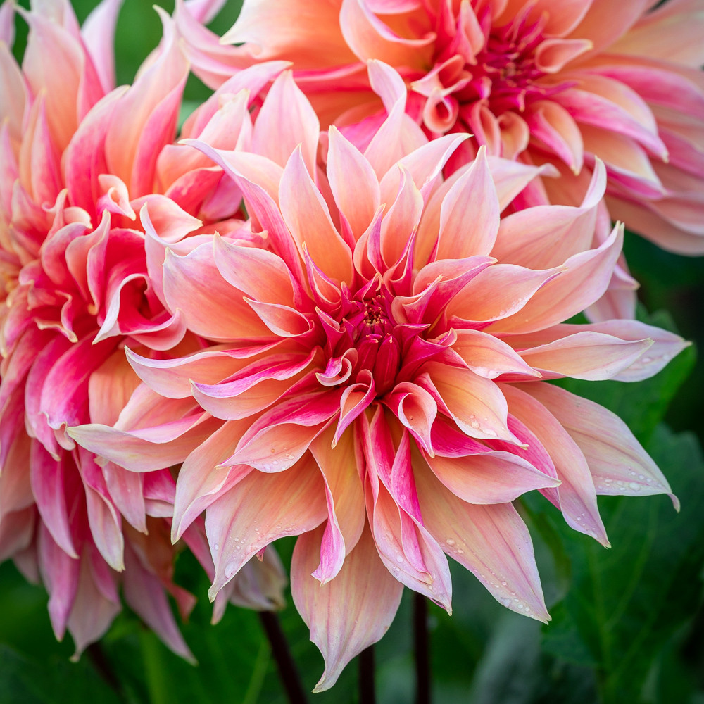 Buy Dahlia 'Labyrinth' | Sarah Raven