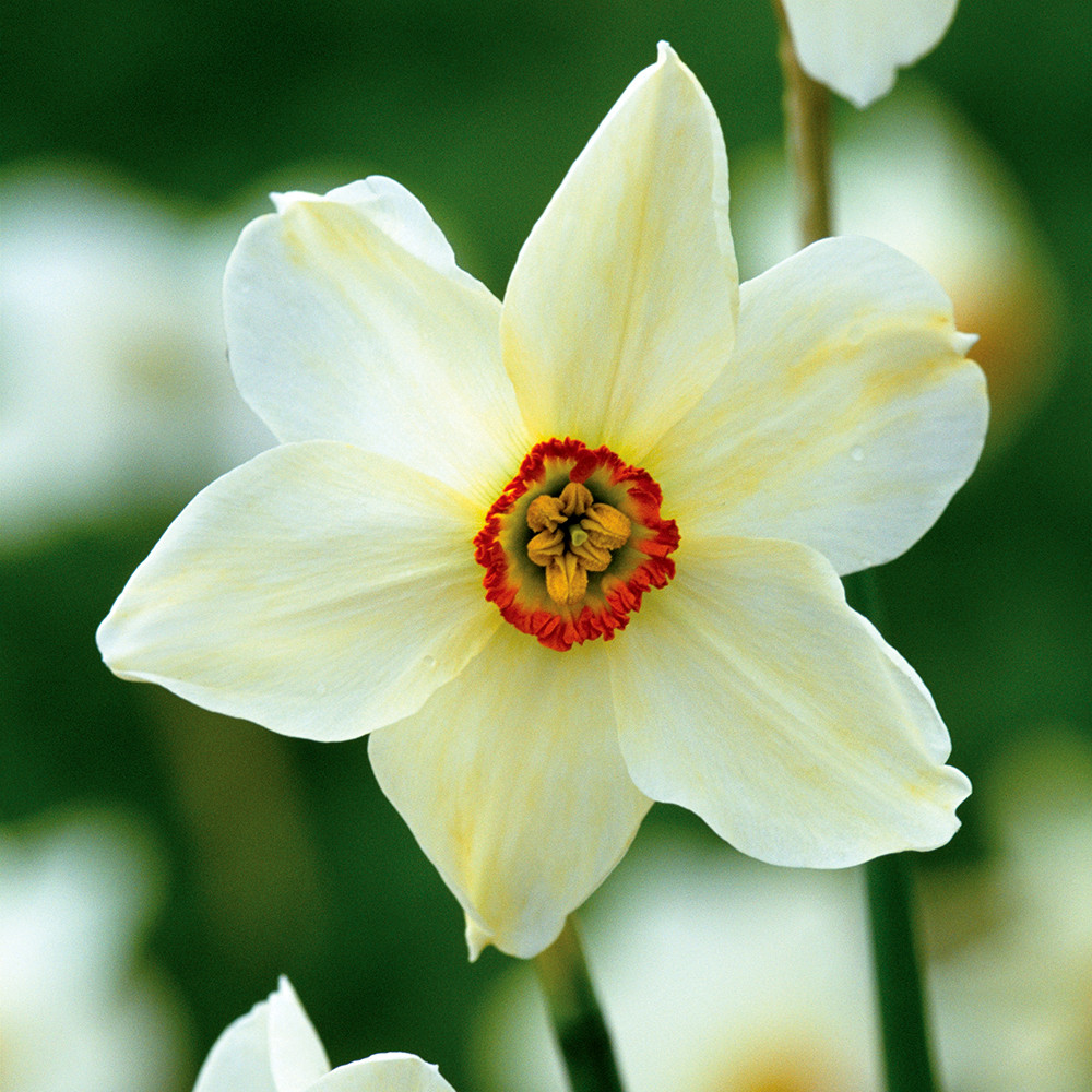 Buy Narcissus poeticus var. recurvus | Poeticus Daffodils | Sarah Raven