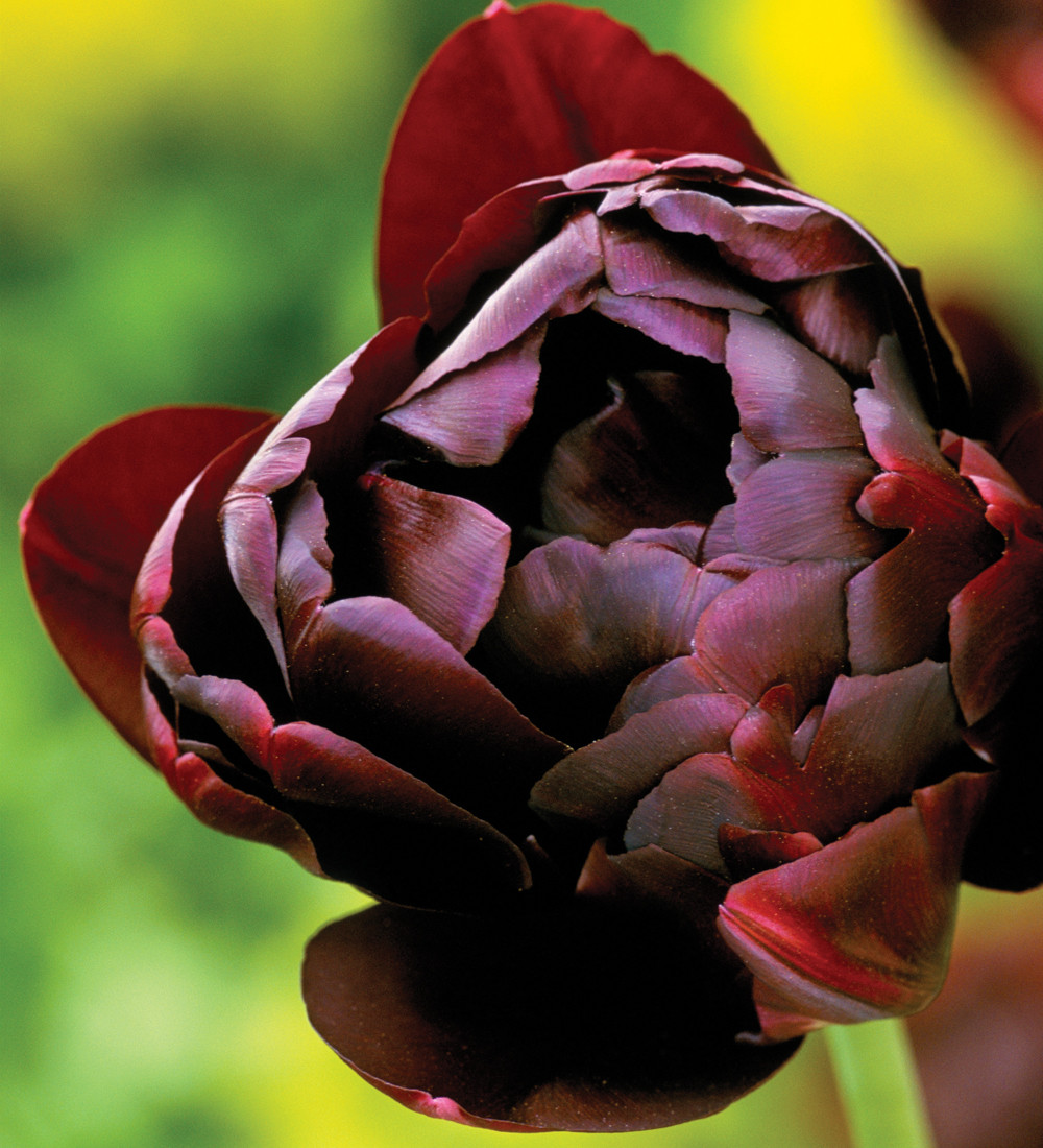 Buy Tulip 'Black Hero' Bulbs | Sarah Raven