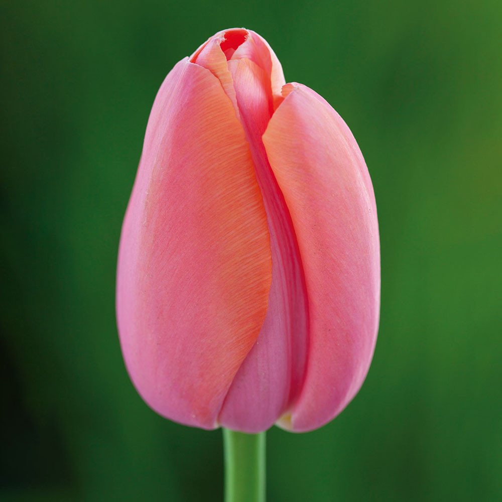 Buy Tulip 'Menton' Bulbs | Sarah Raven