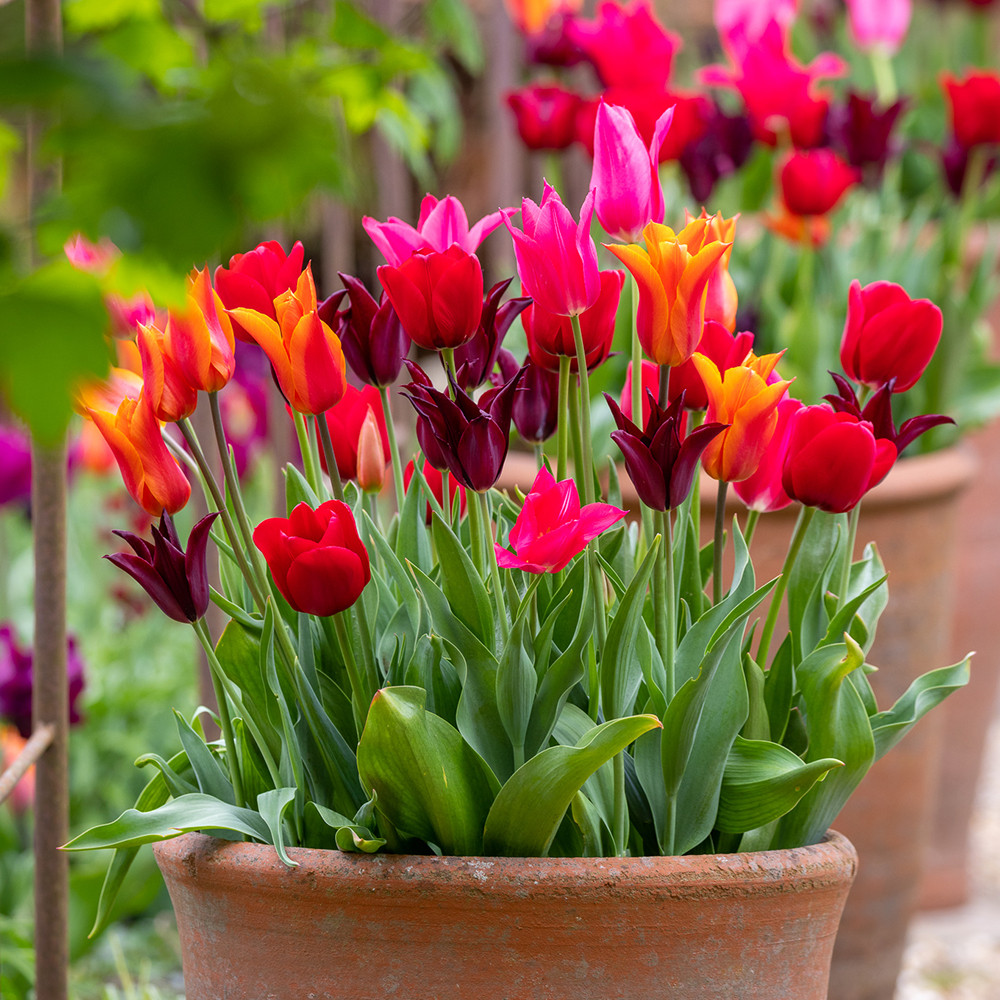 Bold and Brilliant Tulip Collection | Tulip Mixes | Sarah Raven