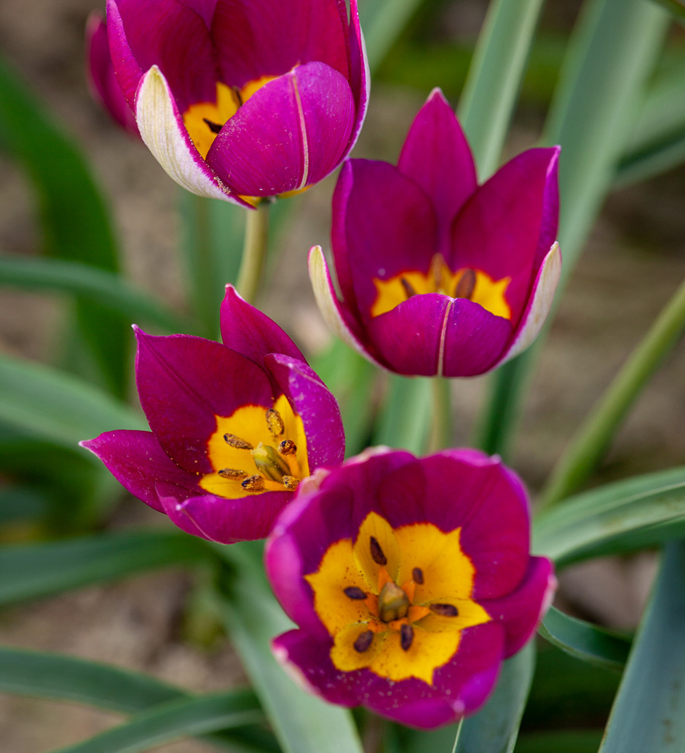 Buy Tulip humilis 'Persian Pearl' Bulbs | Species Tulip | Sarah Raven
