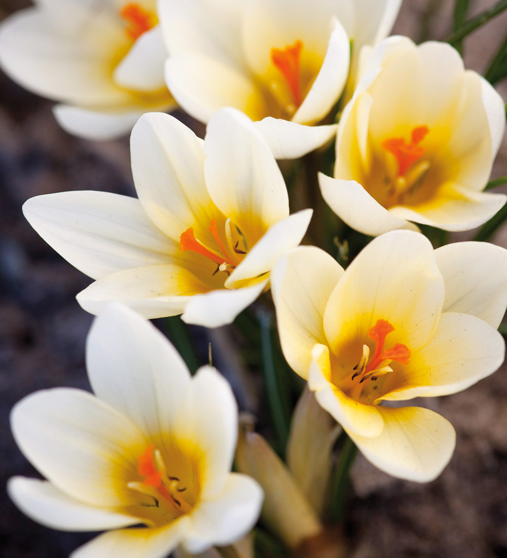 Buy Crocus chrysanthus 'Cream Beauty' Corms | Sarah Raven